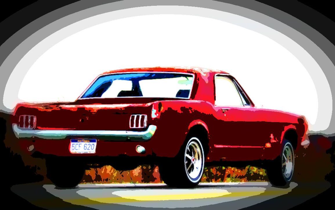 Mysterious Mustero may be a brumby | cars4starters